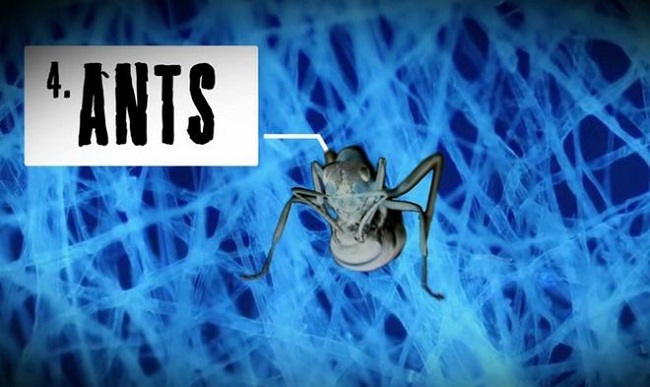 Αυτό είναι το ΤΟΠ 10 των αηδιαστικότερων πραγμάτων που κρύβονται στο ...