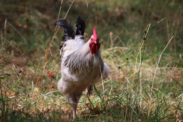 Μετέφερε έναν ολοζώντανο κόκορα με λεωφορείο του ΟΑΣΘ (ΦΩΤΟ) | Το Κουτί ...